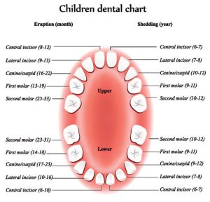Pediatric Dentistry | General Dentist for Kids | Cute Smile 4 Kids